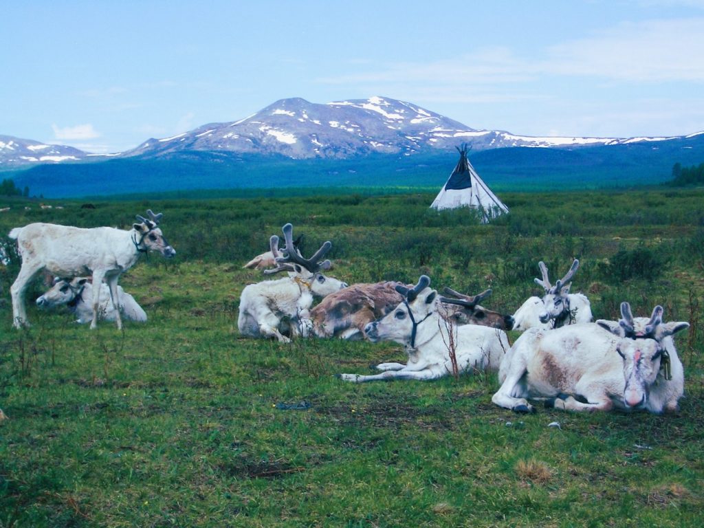 Taiga - Buman Tour Mongolia